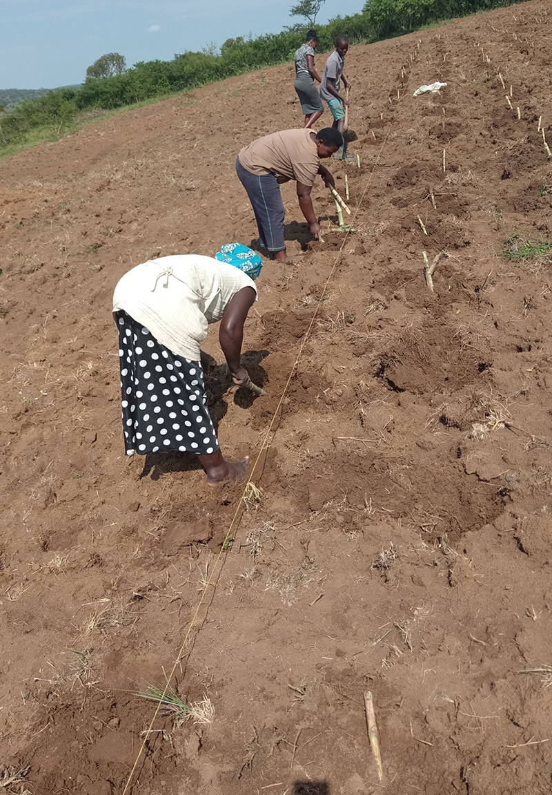 Improved Farming Systems for Persons with disabilities – Dream Farm ...